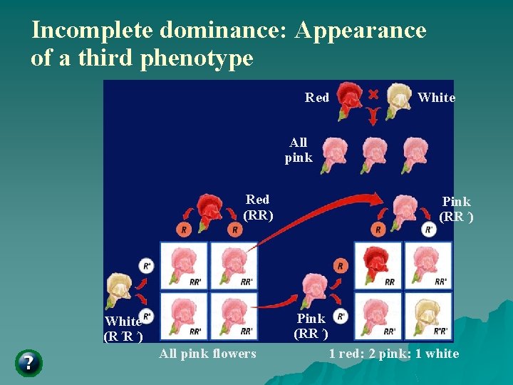 Section Objectives u u u Distinguish between alleles
