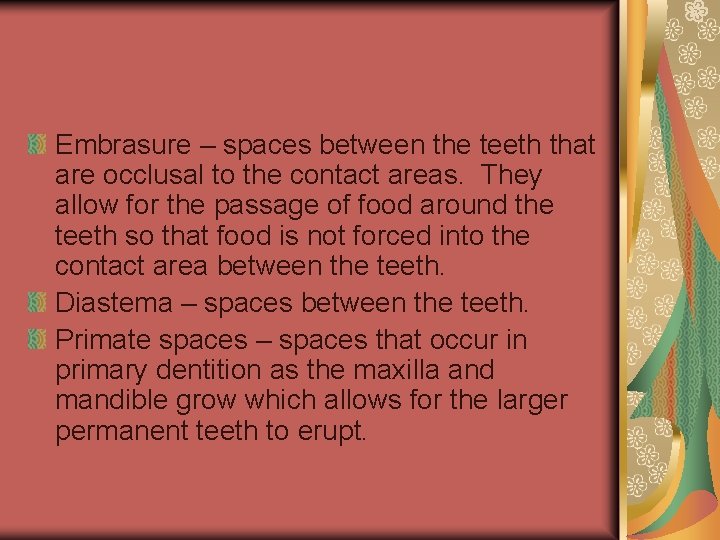 Anatomical Structures of the Teeth Lobes the separate