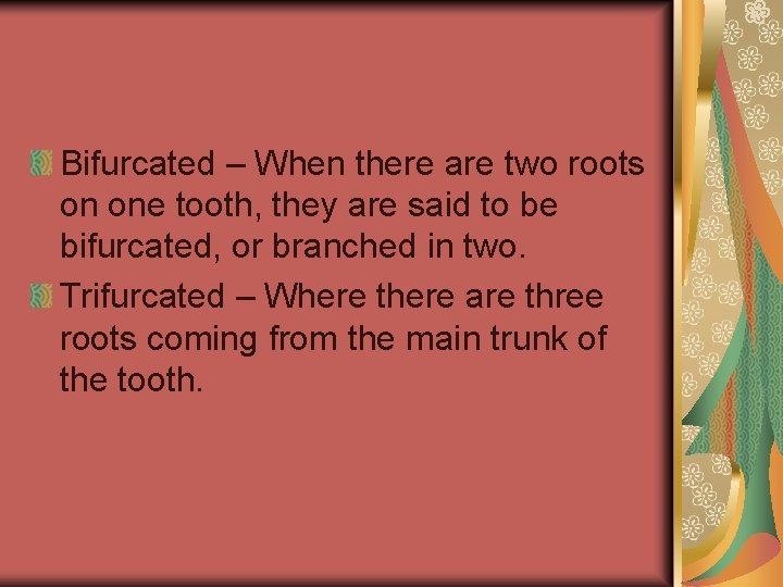 Anatomical Structures of the Teeth Lobes the separate