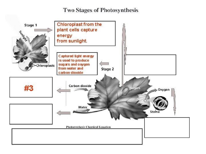 Photosynthesis How Energy is Obtained By Living Things
