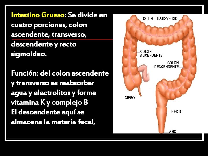 BIOLOGA HUMANA Aparato Digestivo Sistema Cardiovascular Sistema ...