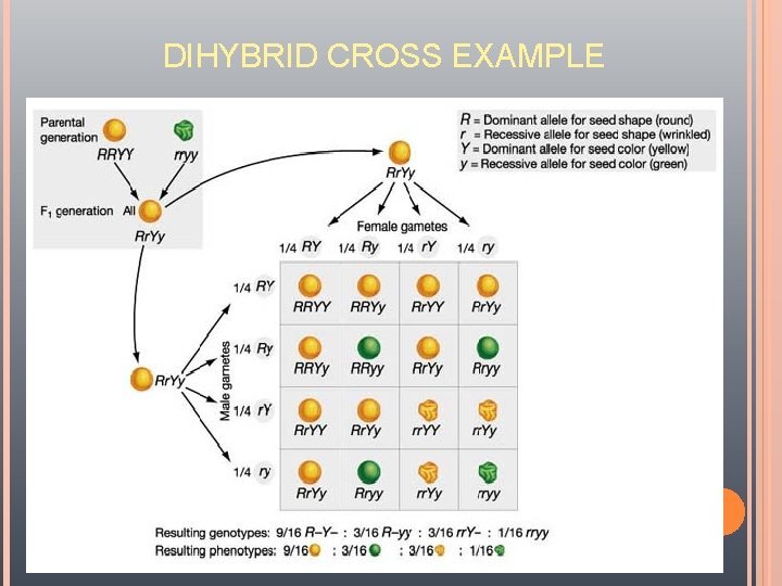 GENETICS Chapter 11 NOT SECTION 4 GENETICS People