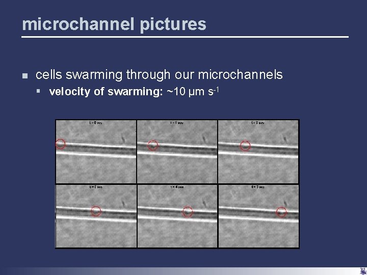 ready set swarm designing a bacterial relay race