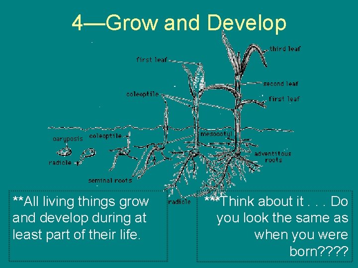 Characteristics of Life Chapter 1 Section 3 Biology