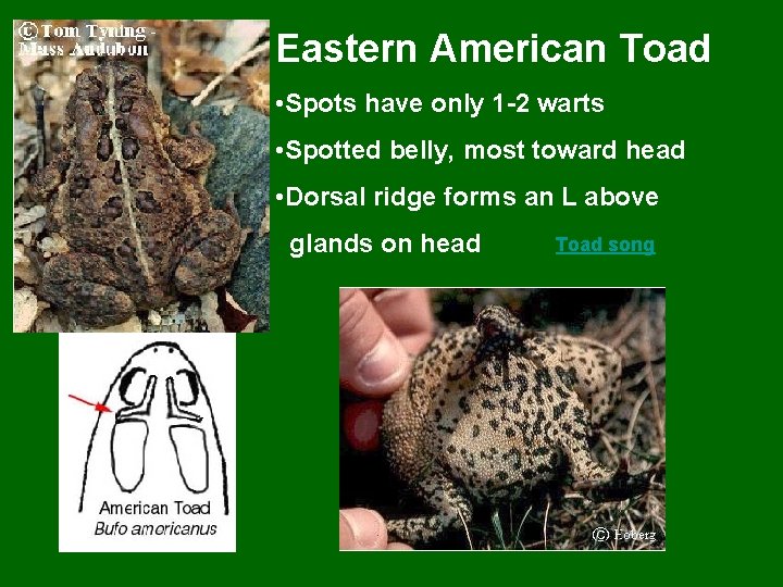 AMPHIBIANS OF PENNSYLVANIA Frogs Salamanders Eastern American Toad