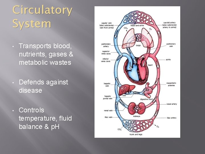 Human Systems Breaks down food into chemical components