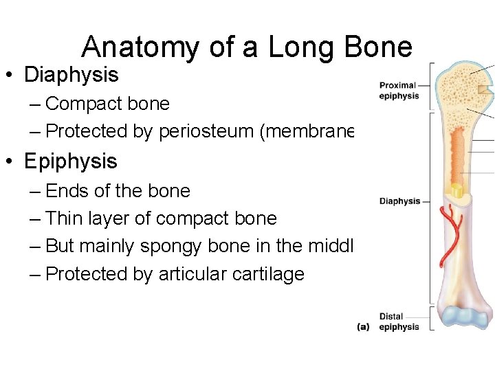 The Skeletal System NO BONES ABOUT IT Did