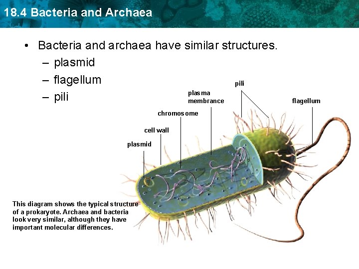 18 4 Bacteria and Archaea KEY CONCEPT Bacteria