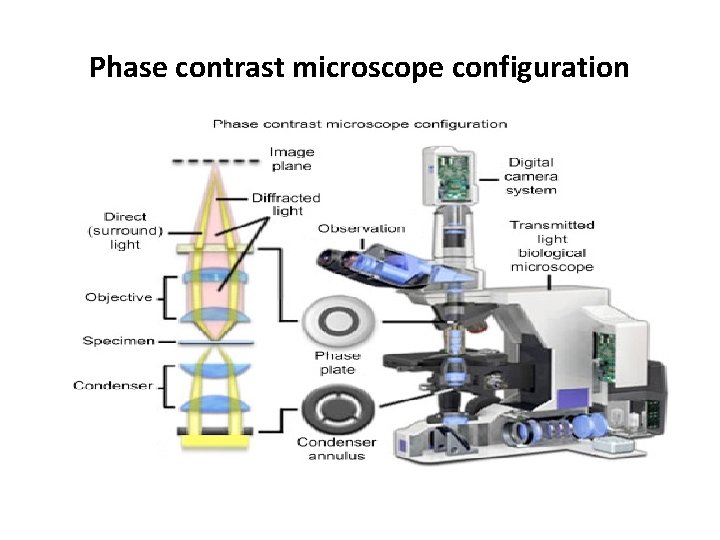 Cell observation tools and methods Cell biology tools