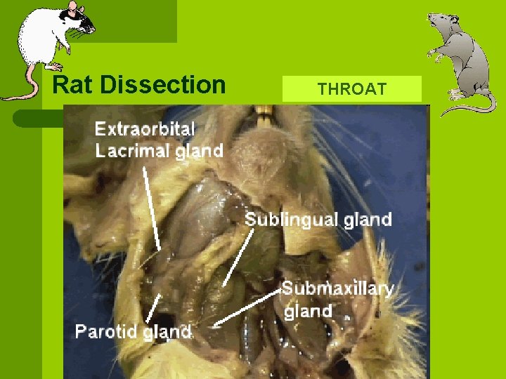 Rat Dissection l The following slides are intended