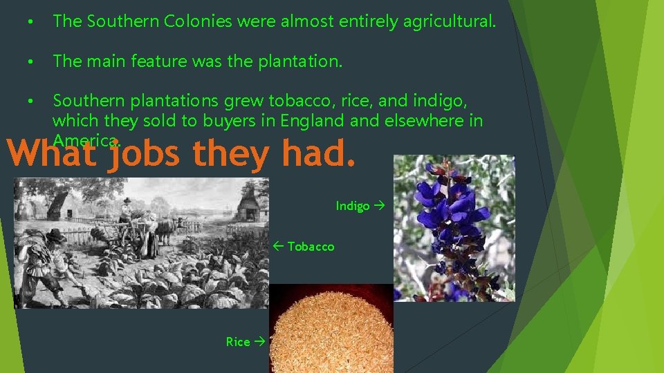 Southern colonies By Kieran Derick Dylan and Mitchell
