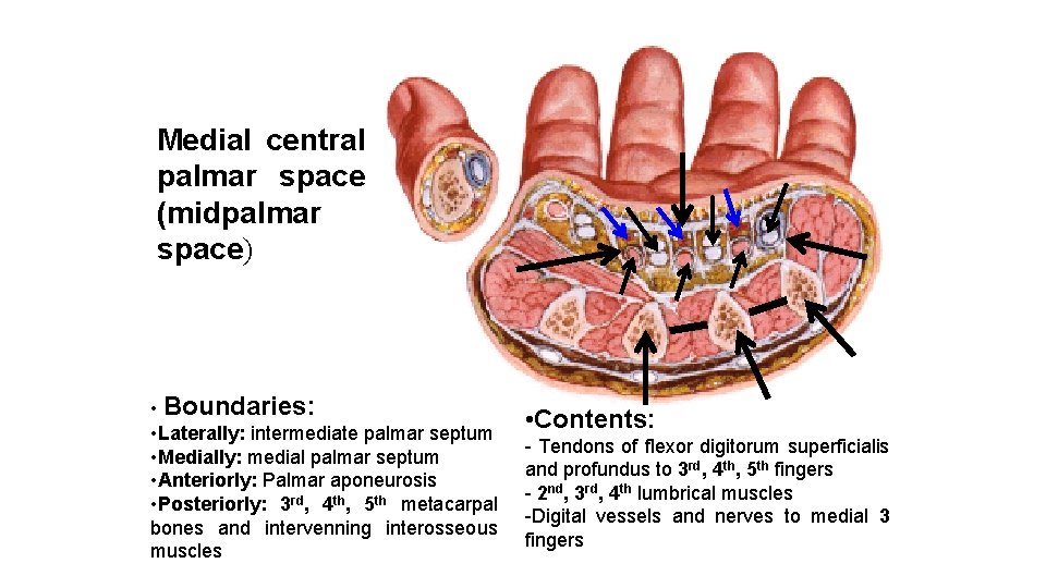 HAND Palm of Hand Superficial fascia it contains