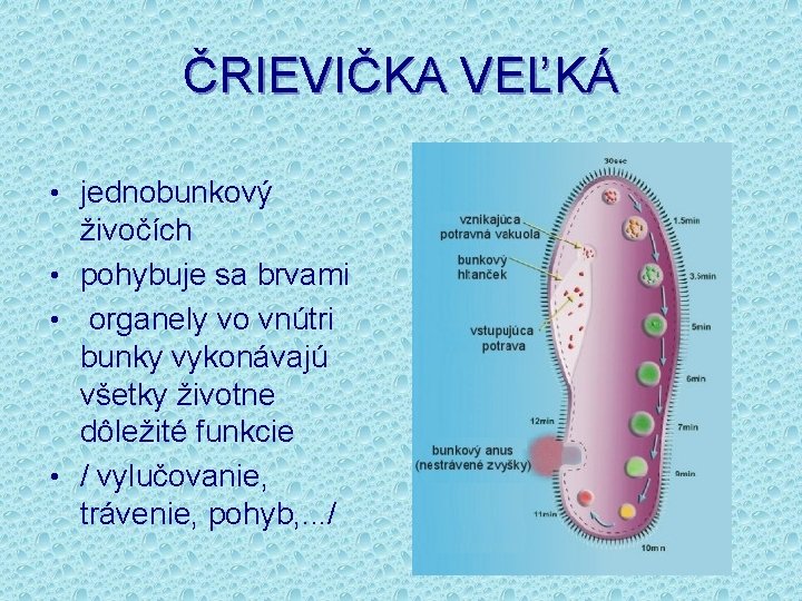 DROBN VODN IVOCHY Ing Marta Lazrov Z sv