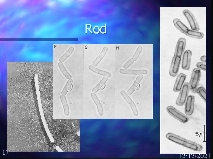 Structure of Prokaryotes Hugh B Fackrell 1 12122021