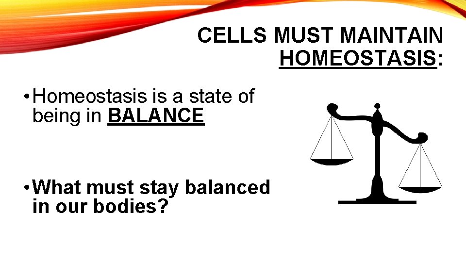 BODY SYSTEM INTERACTIONS REGULATION EQ How do the