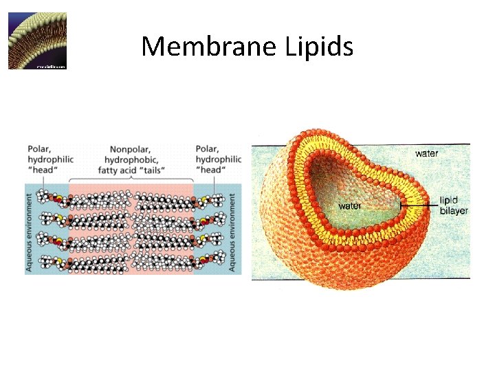 Review for your Midterm Homeostasis Negative Feed Back