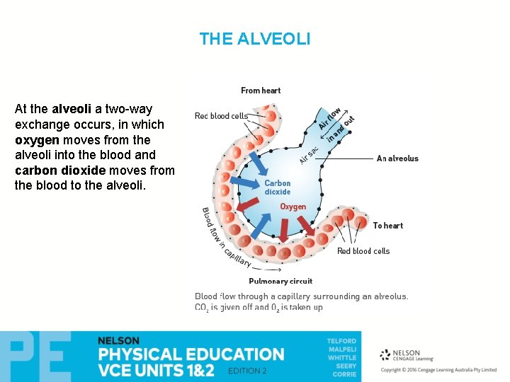 CHAPTER 6 THE RESPIRATORY SYSTEM KEY KNOWLEDGE v