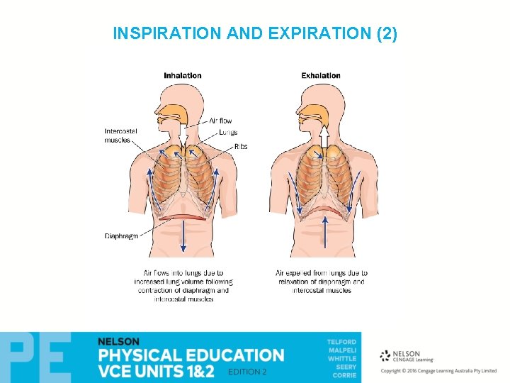 CHAPTER 6 THE RESPIRATORY SYSTEM KEY KNOWLEDGE v