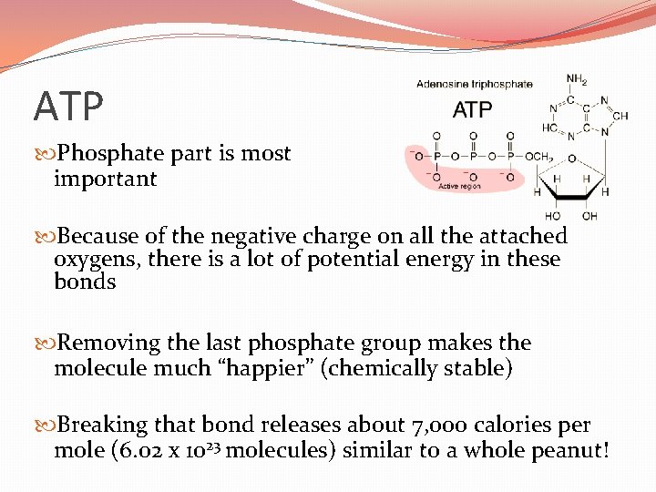 Cellular Respiration IntroductionBasic Info Respiration Controlled ...