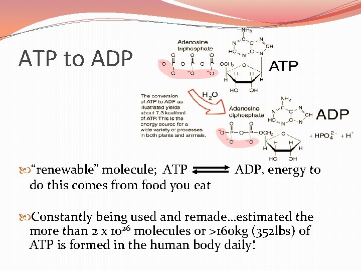 Cellular Respiration IntroductionBasic Info Respiration Controlled ...
