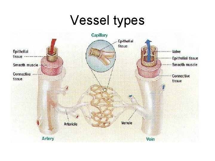 Circulatory and Respiratory Systems What about invertebrates Simple