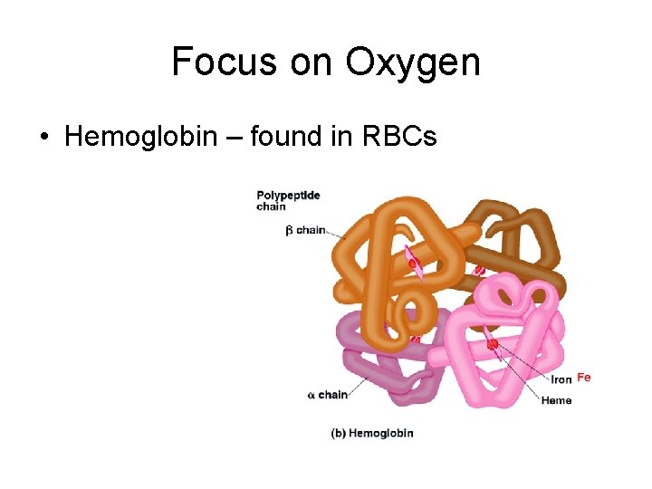 Circulatory and Respiratory Systems What about invertebrates Simple