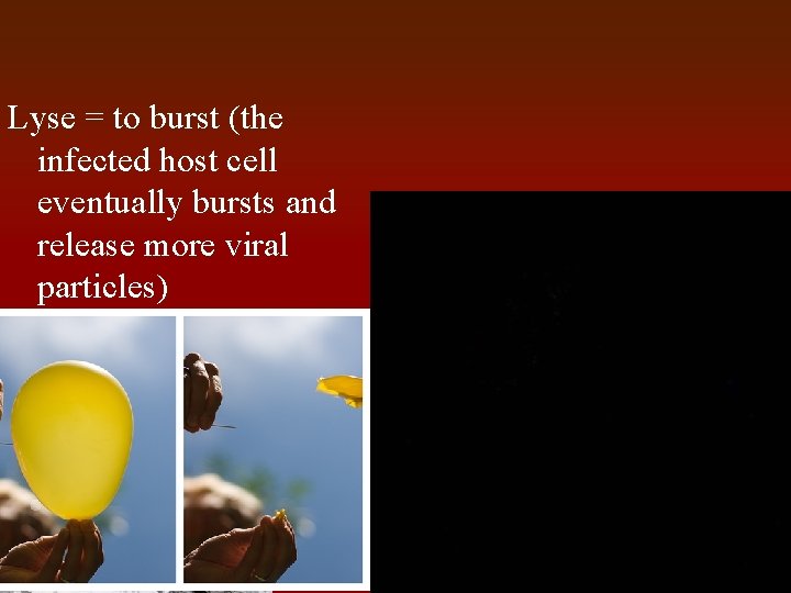 Life Cycle of a Virus In order to