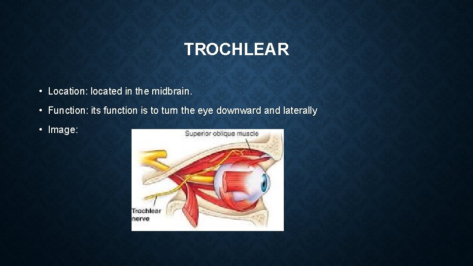 12 CRANIAL NERVES Salma Zamora OLFACTORY Location located