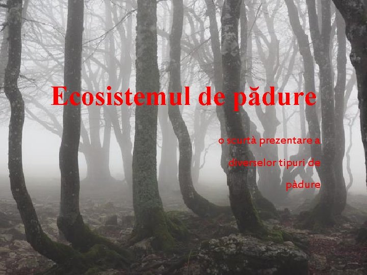 Ecosistemul de pdure o scurt prezentare a diverselor