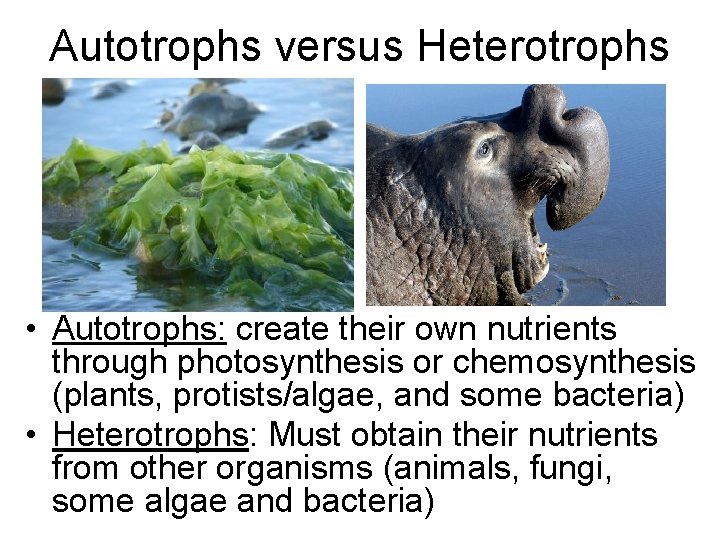 Taxonomy and Phylogenetics Classifying organisms into groups Mollusca
