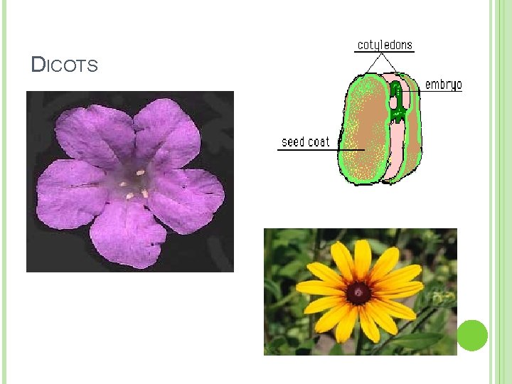 SEED PLANTS Gymnosperms Angiosperms WHAT IS A SEED