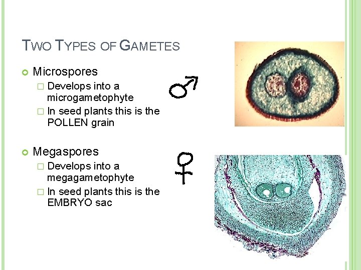 SEED PLANTS Gymnosperms Angiosperms WHAT IS A SEED