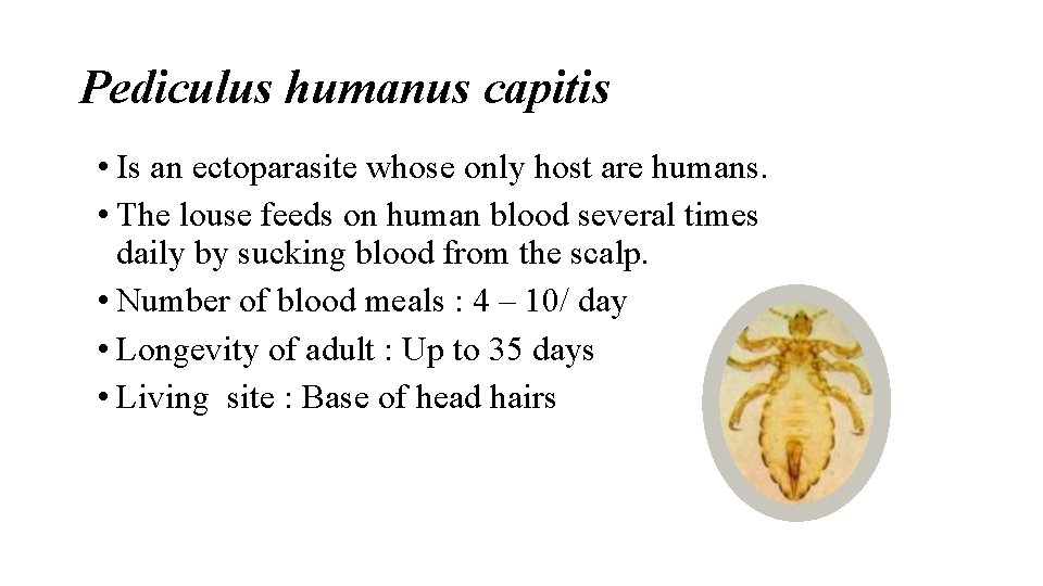 Medical Parasitology 2020 2021 Lab 9 Ectoparasites Introduction