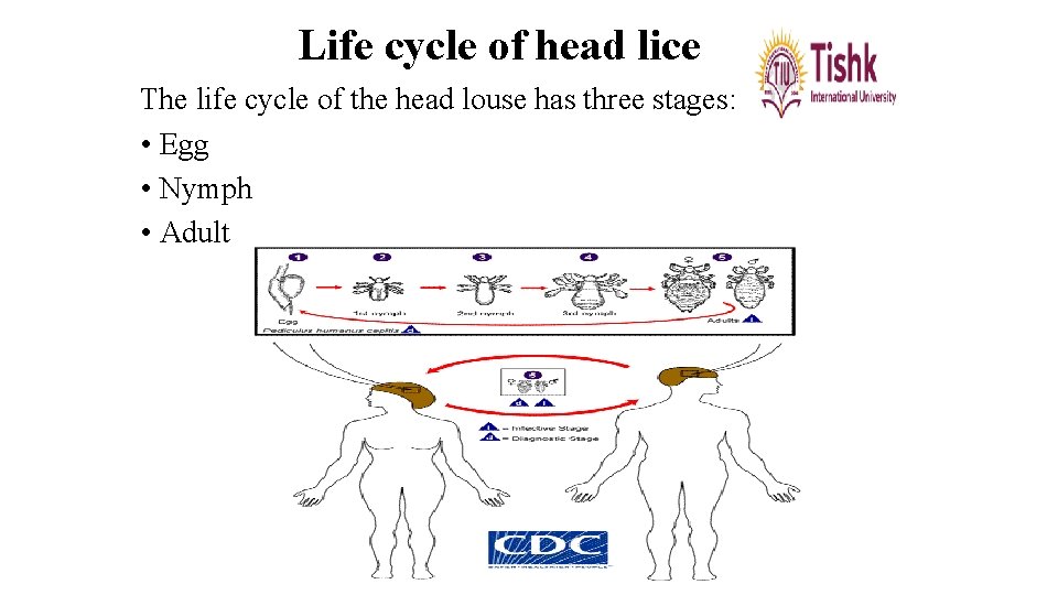 Medical Parasitology 2020 2021 Lab 9 Ectoparasites Introduction