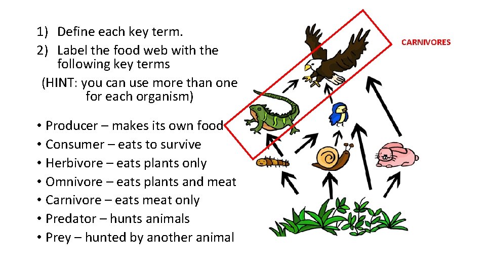 Food Chains and Food Webs Learning Objectives 1