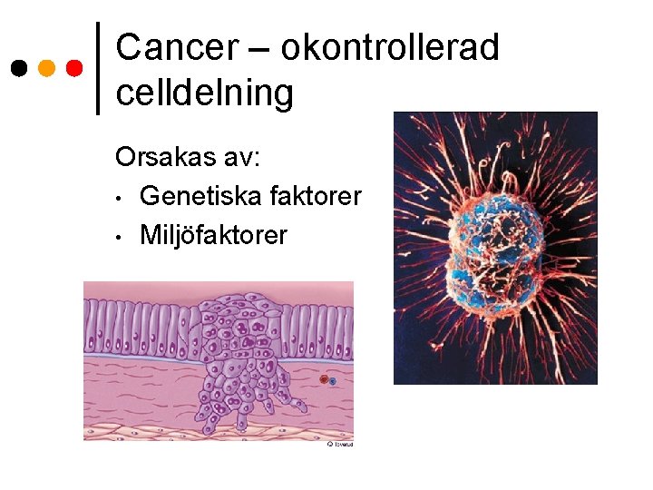 Mnniskans biologi Cellen huden skelettet och musklerna Cellen