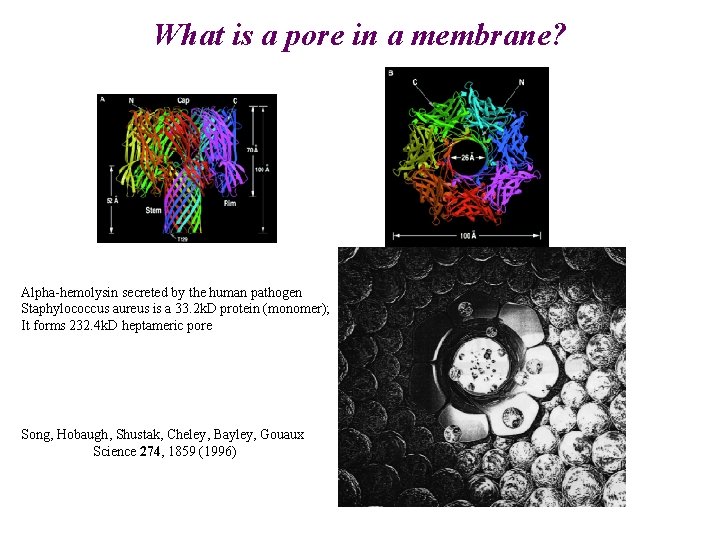 Anomalous Dynamics of Translocation Mehran Kardar MIT COLLABORATORS