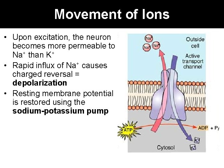 SBI 4 U Electrochemical Impulse How are signals