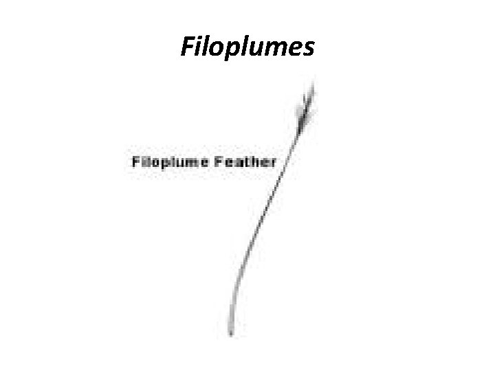 Birds Class Aves Characteristics Well adapted to marine