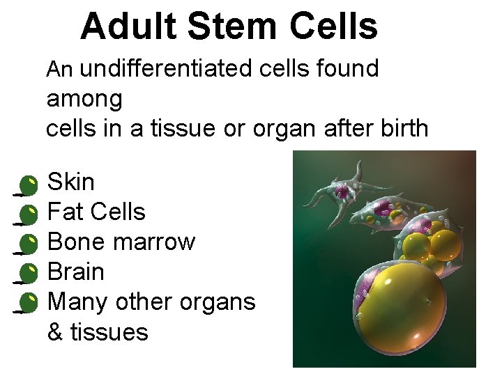 Introducing stem cells A life story Stem Cell