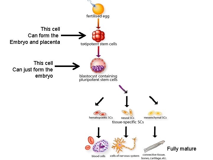 Introducing stem cells A life story Stem Cell