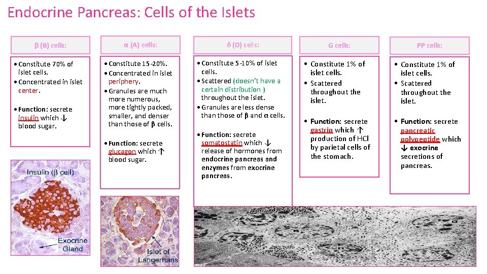 PANCREAS Color index Slides Important Notes Extra Objectives