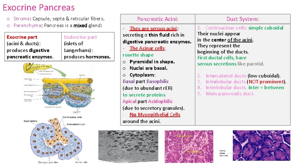 PANCREAS Color index Slides Important Notes Extra Objectives