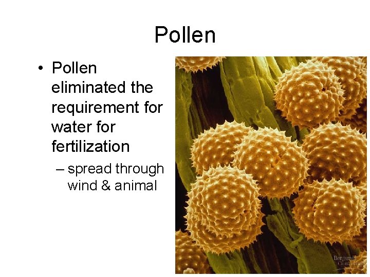 PLANTS EVERYTHING YOU NEVER WANTED TO KNOW BUT