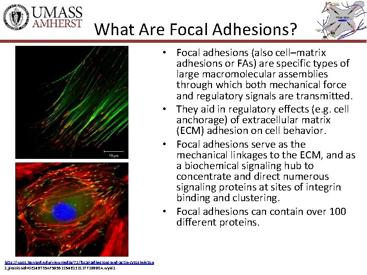 LiveCell Imaging of Focal Adhesions Peyton Lab Journal