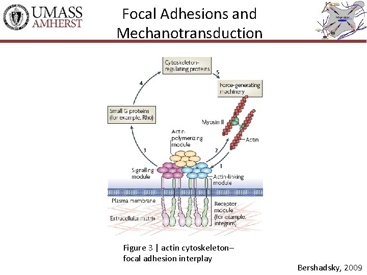 LiveCell Imaging of Focal Adhesions Peyton Lab Journal