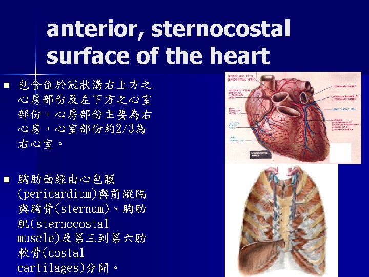 Morphology of the heart Cardiac size and shape