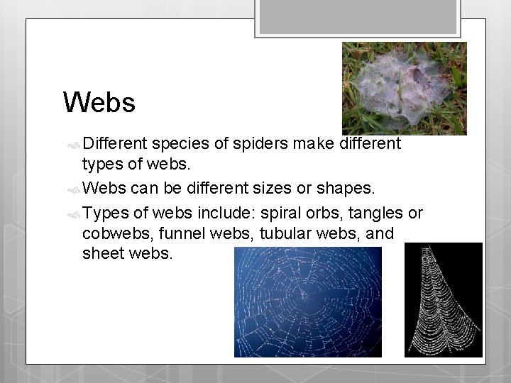 Spiders Native to East Tennessee By Caroline Pope