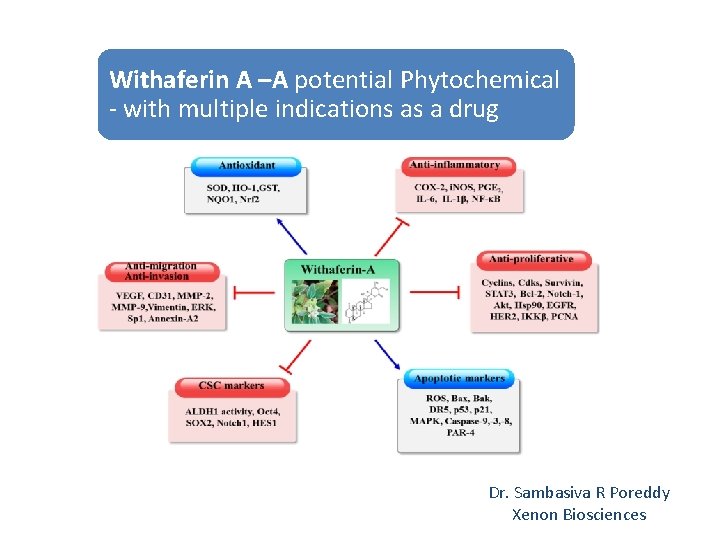 Withaferin A A potential Phytochemical with multiple indications