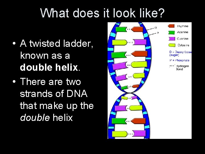 DNA Deoxyribonucleic Acid Belongs to the class of
